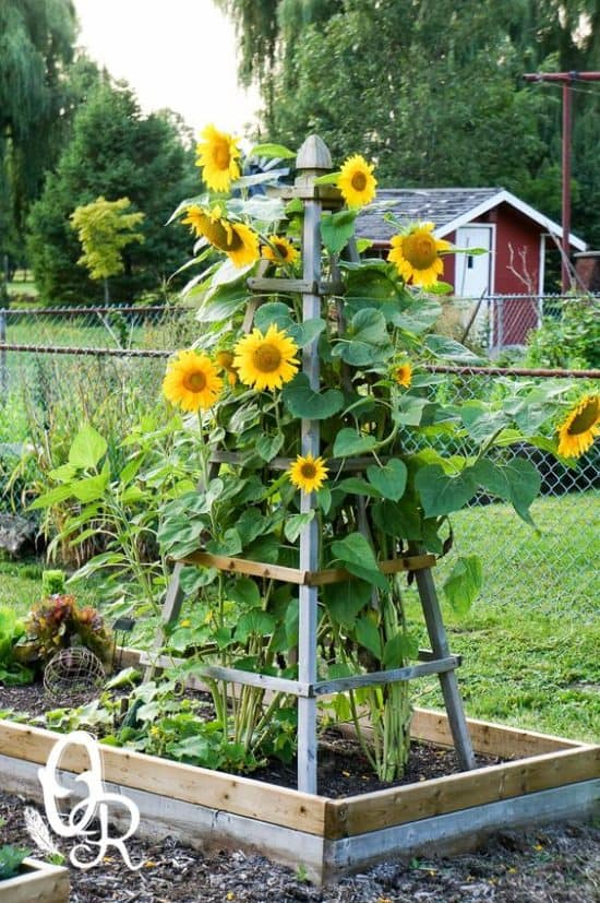 11 Fresh Ideas For Fall Gardens The Honeycomb Home