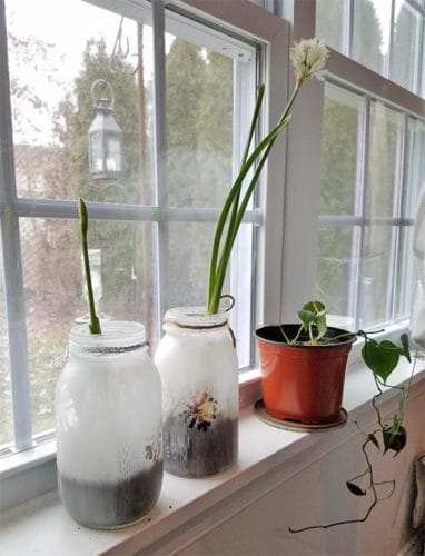 Growing Paperwhite Flowers Indoors - The Honeycomb Home