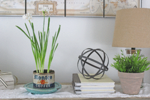 Growing Paperwhite Flowers Indoors - The Honeycomb Home
