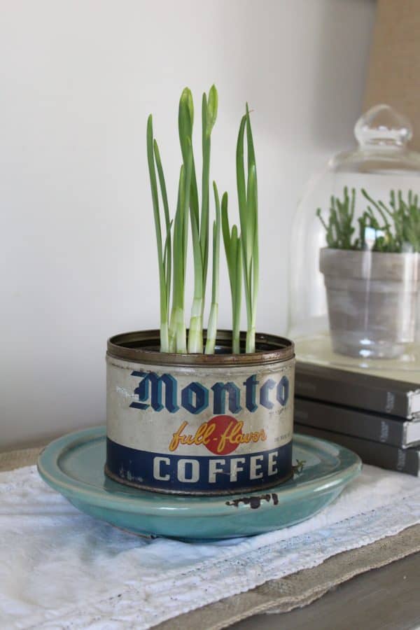 Growing Paperwhite Flowers Indoors - The Honeycomb Home