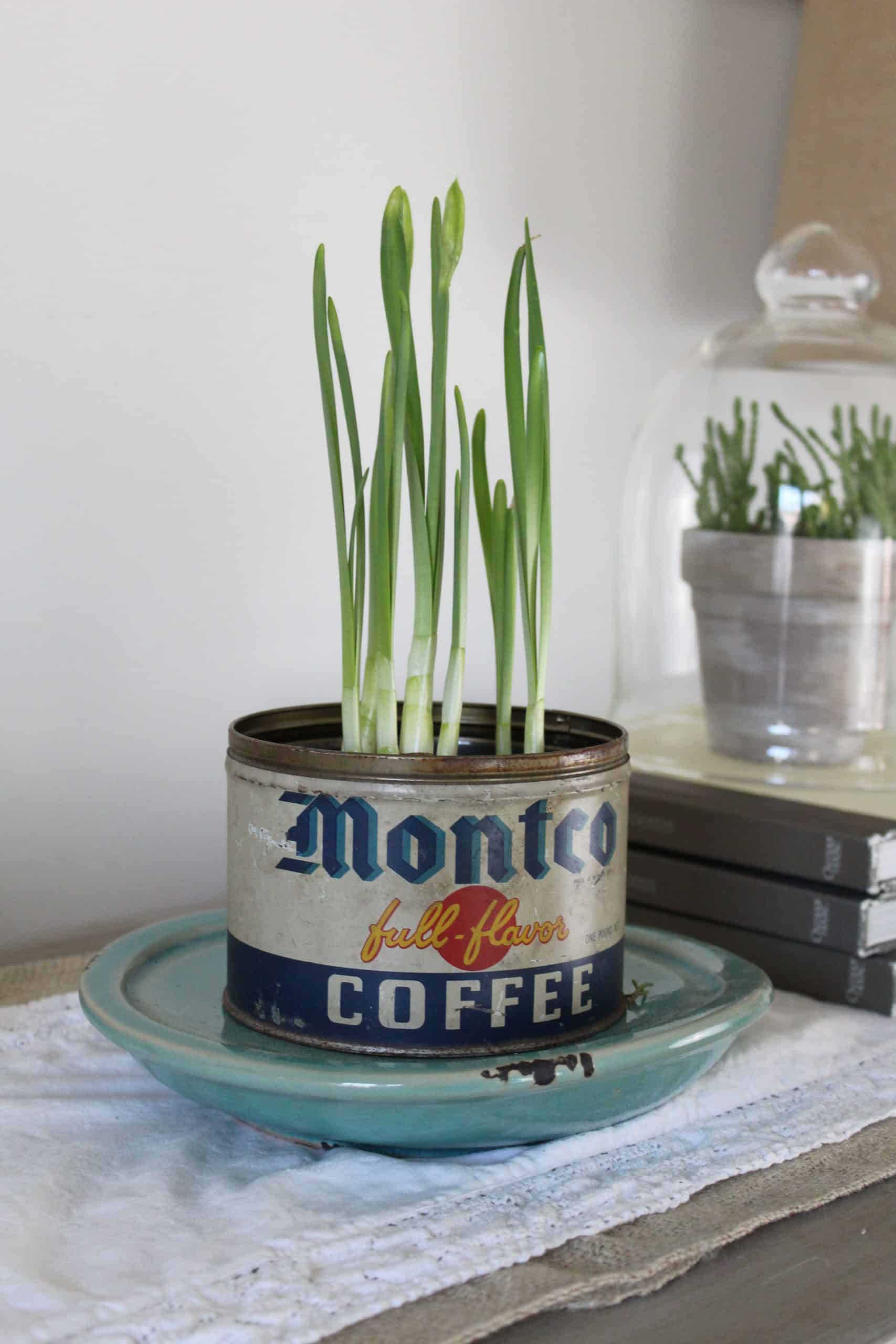 Growing Paperwhite Flowers Indoors - The Honeycomb Home