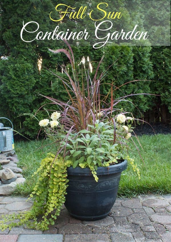 Full Sun Container Garden Mix - The Honeycomb Home