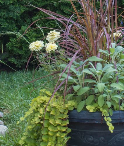 Full Sun Container Garden Mix - The Honeycomb Home