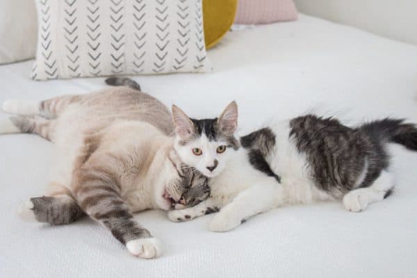 Dorm Room "Day-kover" - The Honeycomb Home