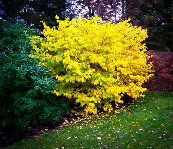The Best Landscape Plants For Fall Color - The Honeycomb Home