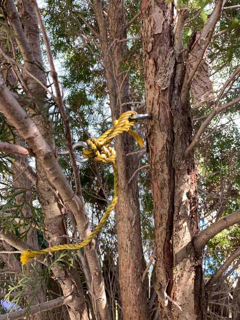 Emerald Green Arborvitae - The Honeycomb Home