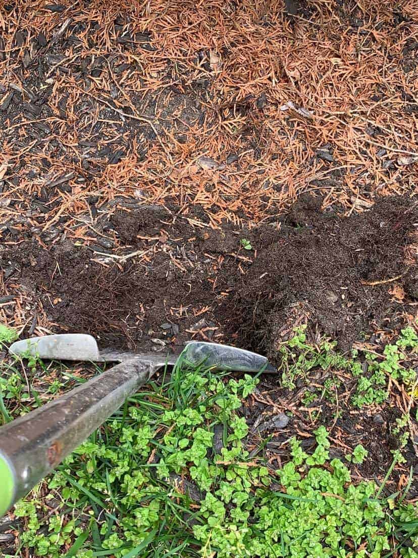 Edging Around Trees The Easy Way - The Honeycomb Home