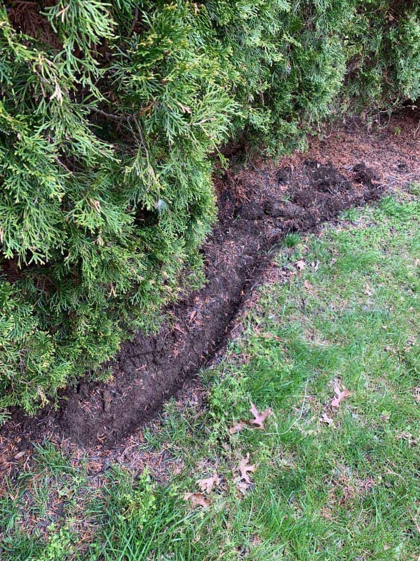 Edging Around Trees The Easy Way - The Honeycomb Home