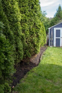 Edging Around Trees The Easy Way - The Honeycomb Home