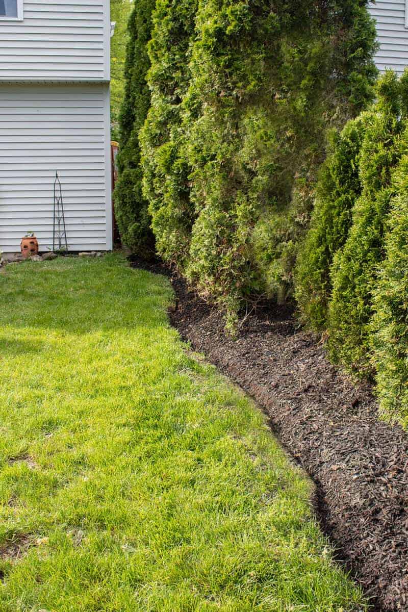 Edging Around Trees The Easy Way - The Honeycomb Home