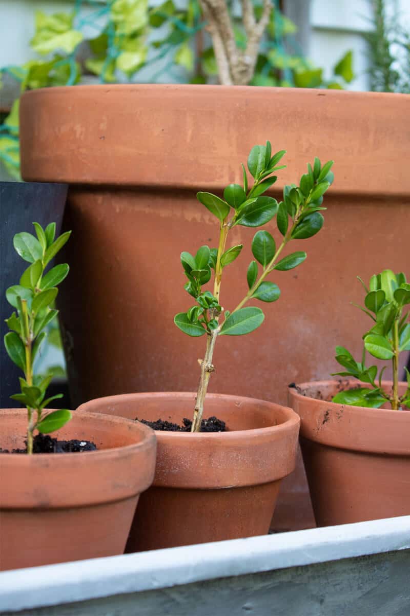 Growing Boxwoods From Cuttings - The Honeycomb Home