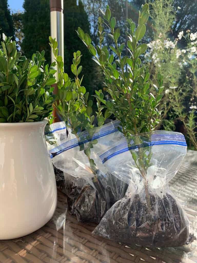 Growing Boxwoods From Cuttings - The Honeycomb Home