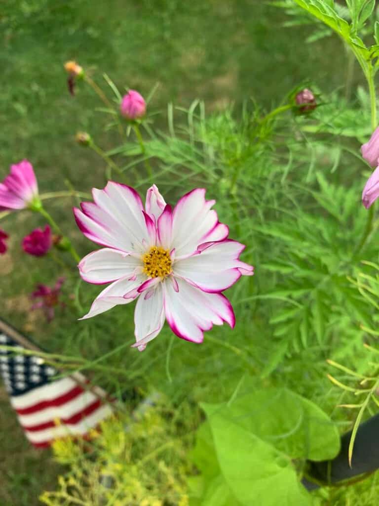 Harvesting Flower Seeds - The Honeycomb Home