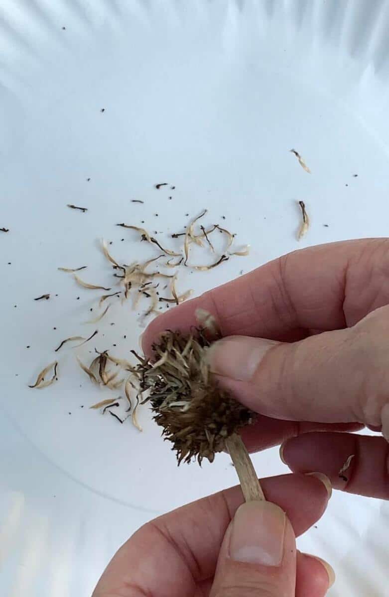 Harvesting Flower Seeds - The Honeycomb Home
