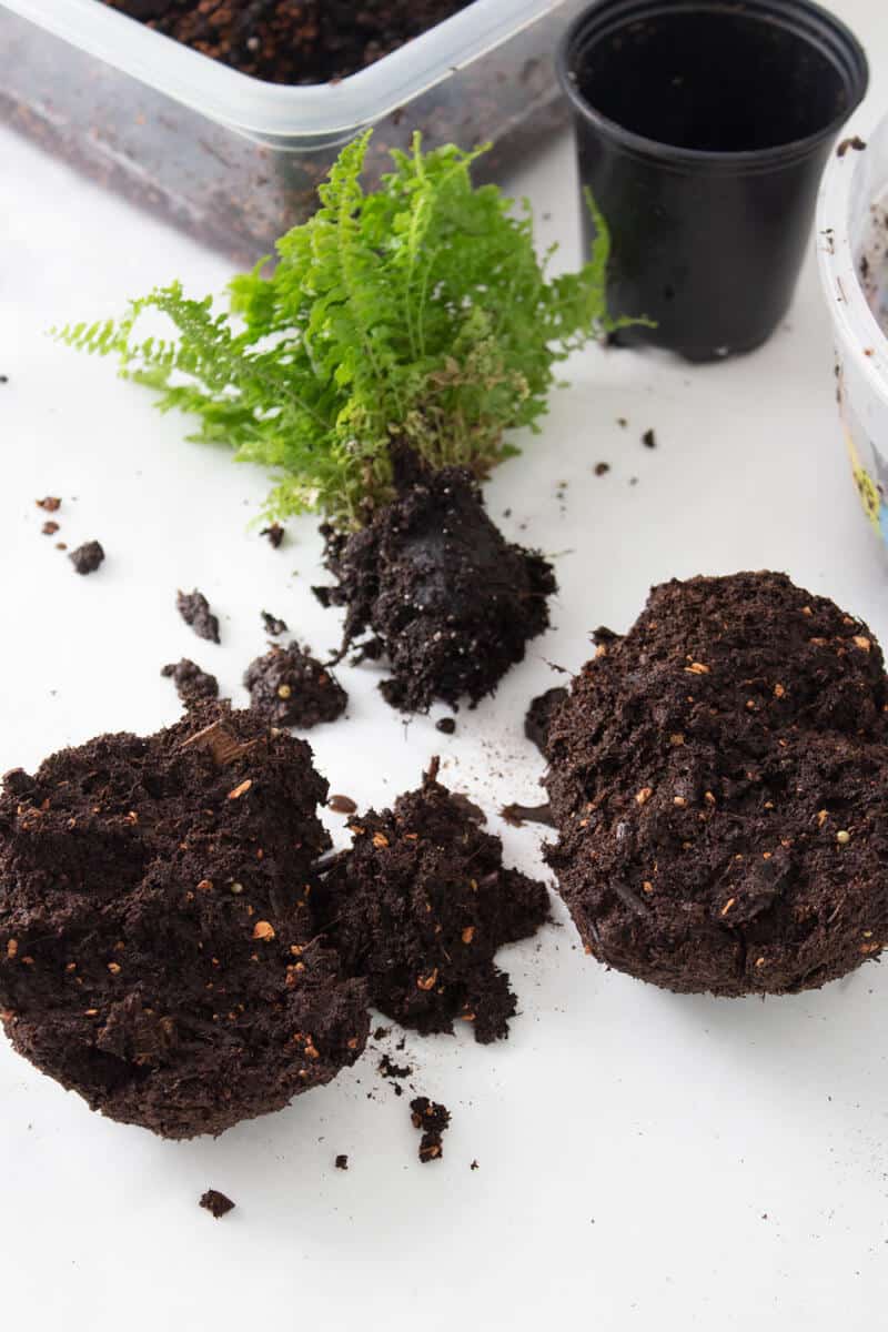 DIY Kokedama Plant - The Honeycomb Home