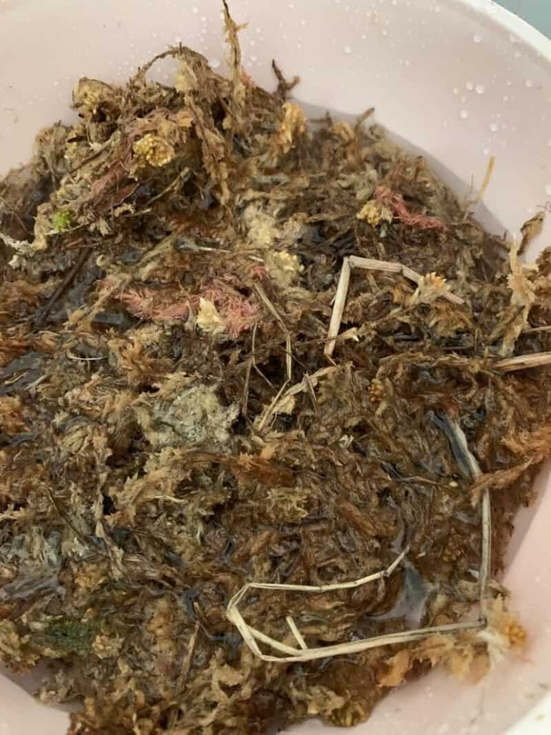 DIY Kokedama Plant - The Honeycomb Home