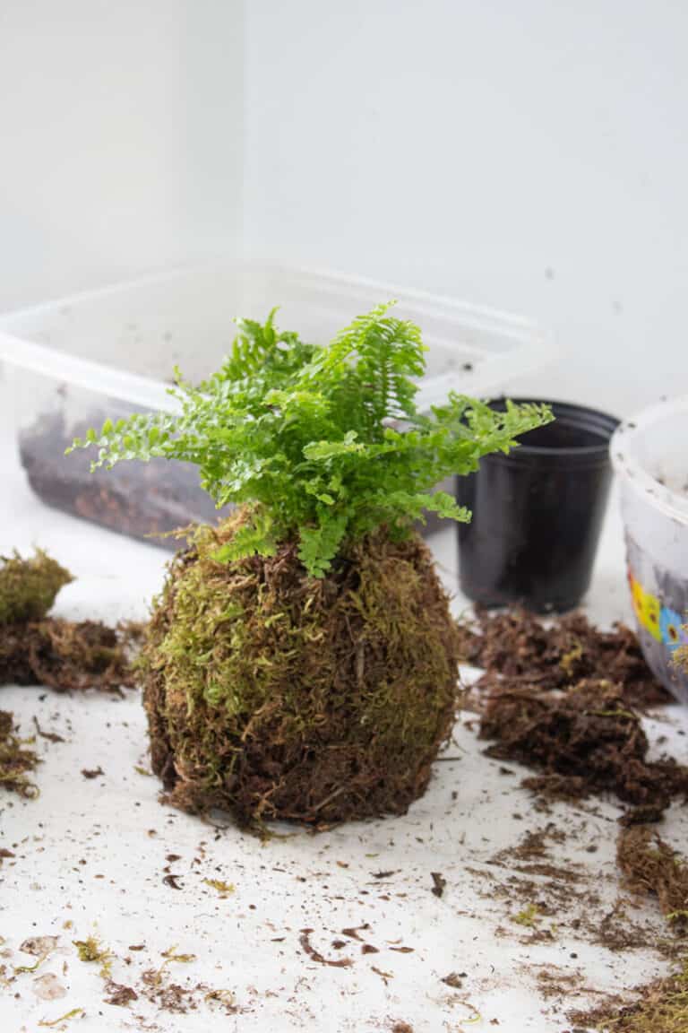 DIY Kokedama Plant - The Honeycomb Home