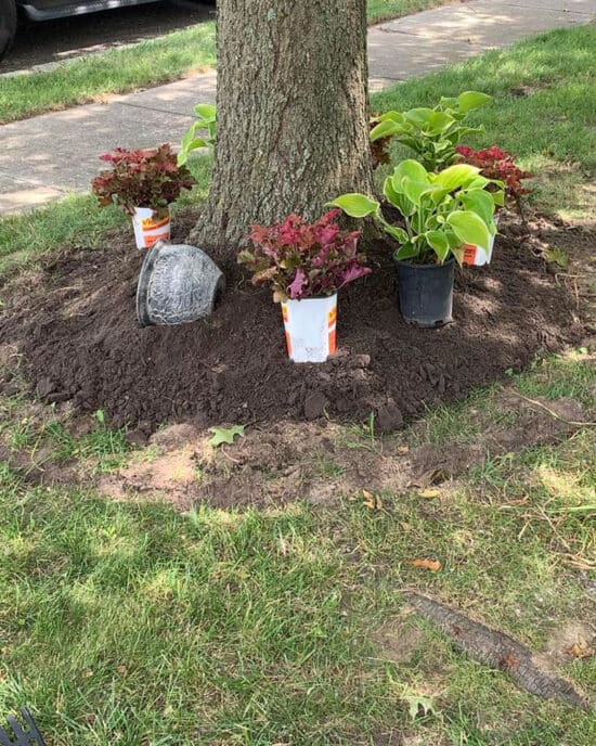 Creative Landscaping Ideas Around Tree Roots - The Honeycomb Home