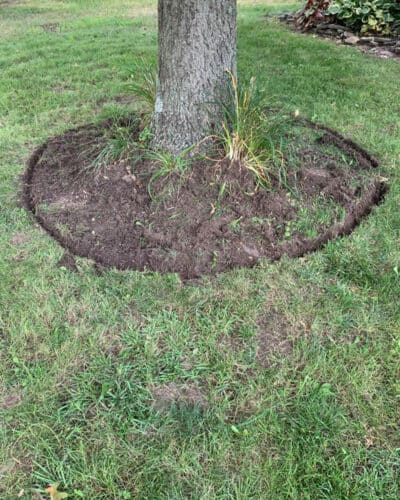 Creative Landscaping Ideas Around Tree Roots - The Honeycomb Home