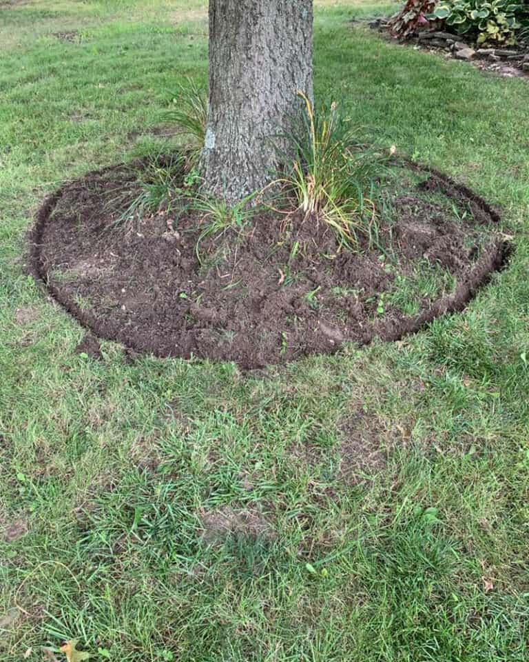 Creative Landscaping Ideas Around Tree Roots - The Honeycomb Home