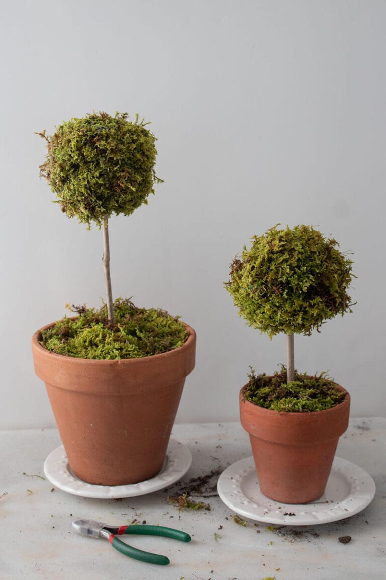 Live Moss Topiary DIY - EASY How To! - The Honeycomb Home