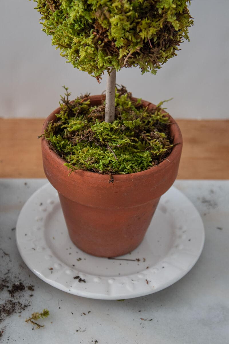 Live Moss Topiary DIY - EASY How To! - The Honeycomb Home