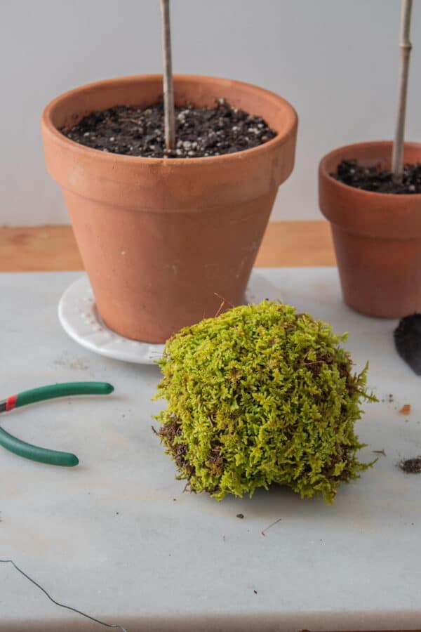 Live Moss Topiary DIY - EASY How To! - The Honeycomb Home
