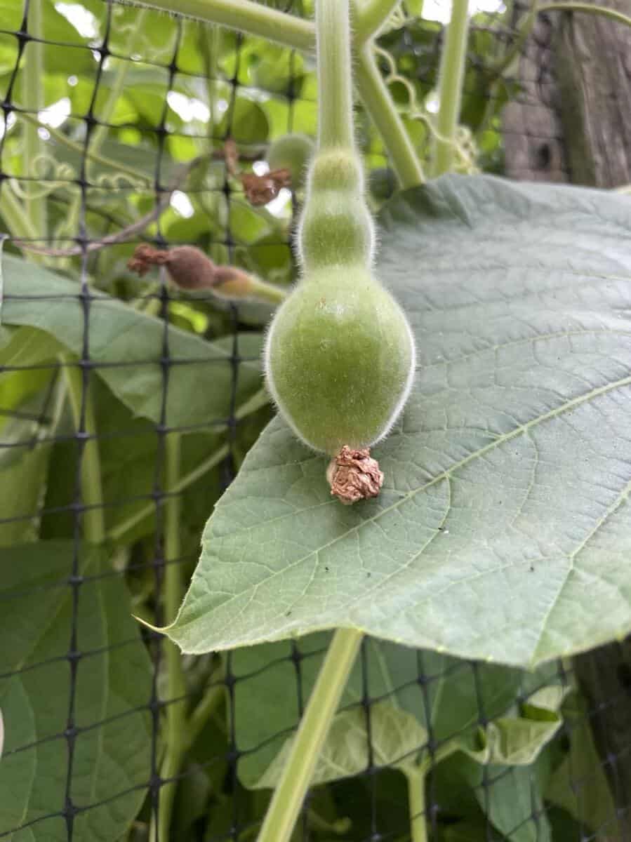 Birdhouse DIY From Gourds How To - The Honeycomb Home