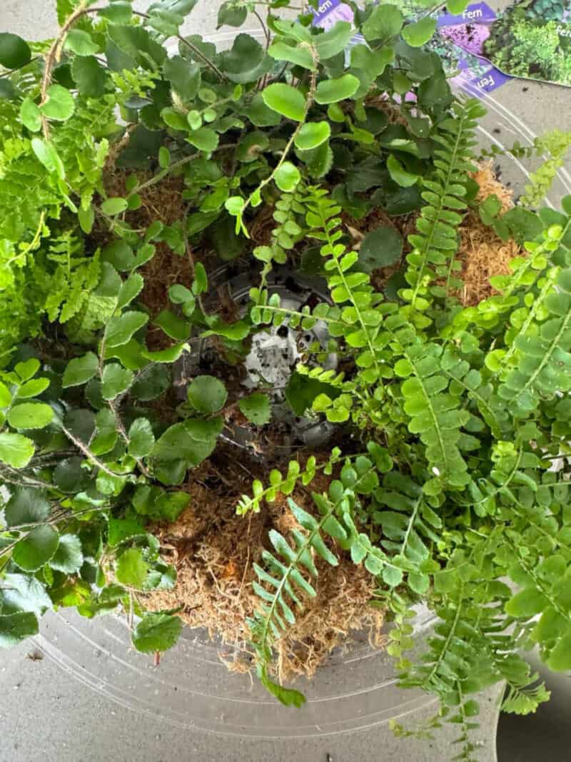 DIY Living Wreath How-To (Easy) - The Honeycomb Home