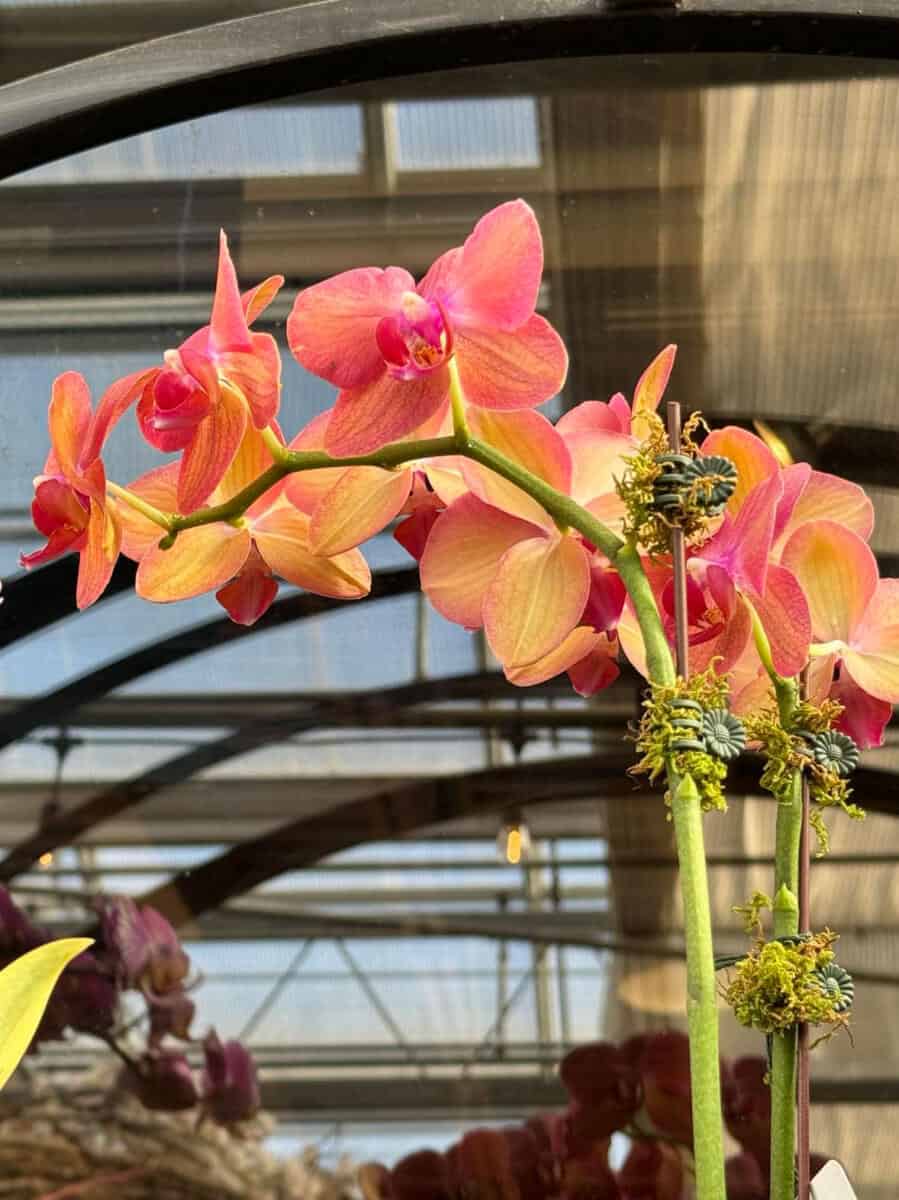 Orchid Care Rebloom - The Honeycomb Home