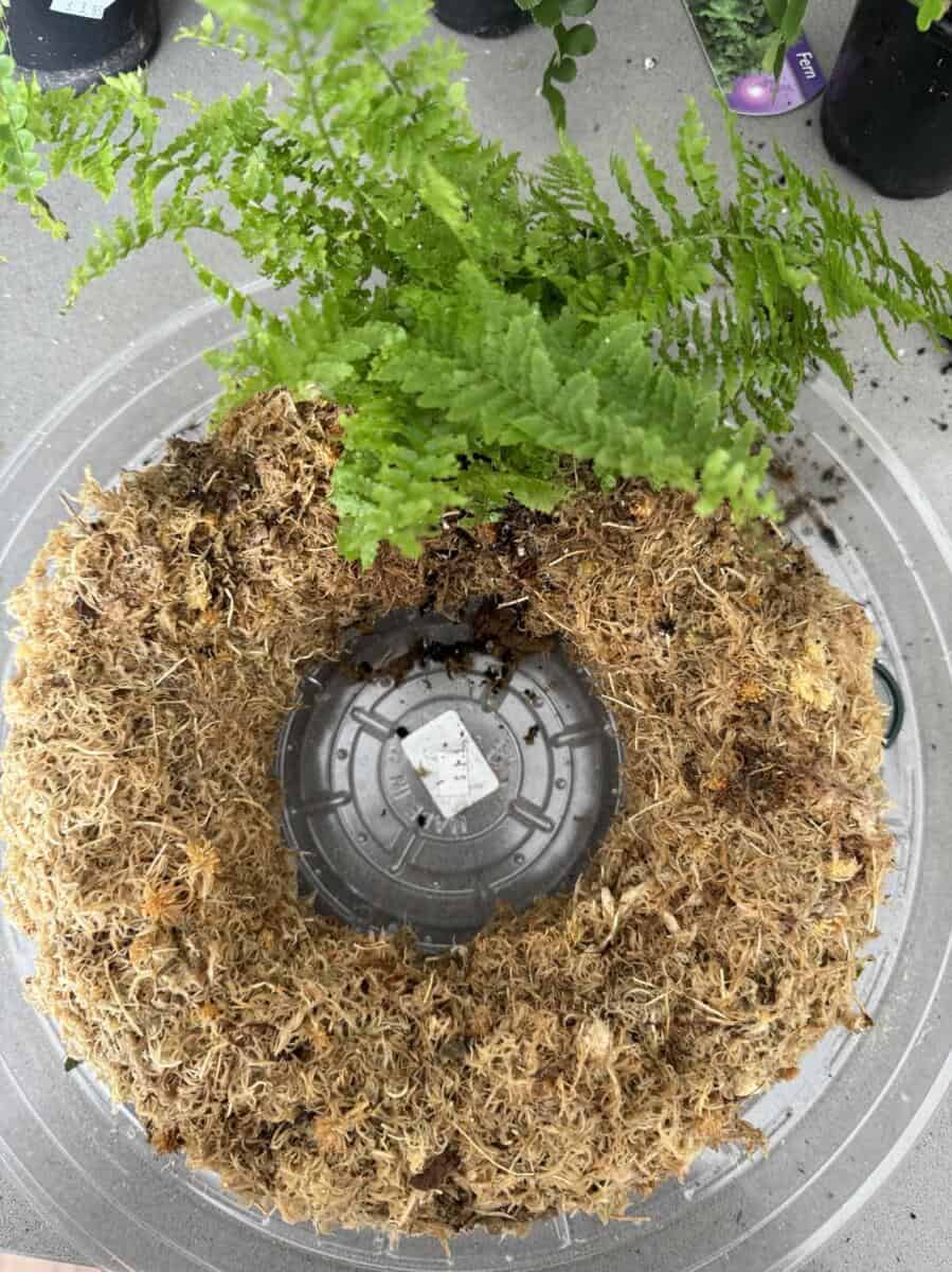 DIY Living Wreath How-To (Easy) - The Honeycomb Home